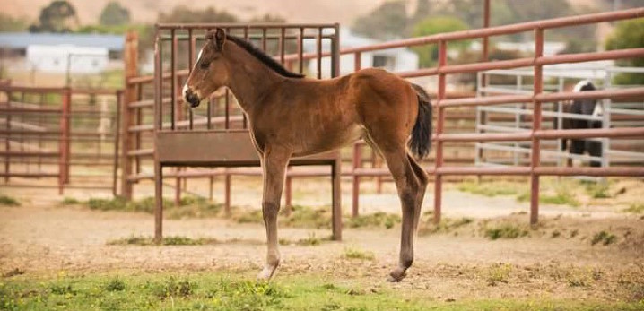 Equine Science - Animal Science Department - Cal Poly, San Luis Obispo