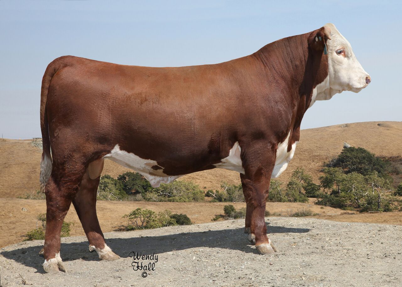 2016 Bull Photos - Animal Science | Bull Test - Cal Poly, San Luis Obispo