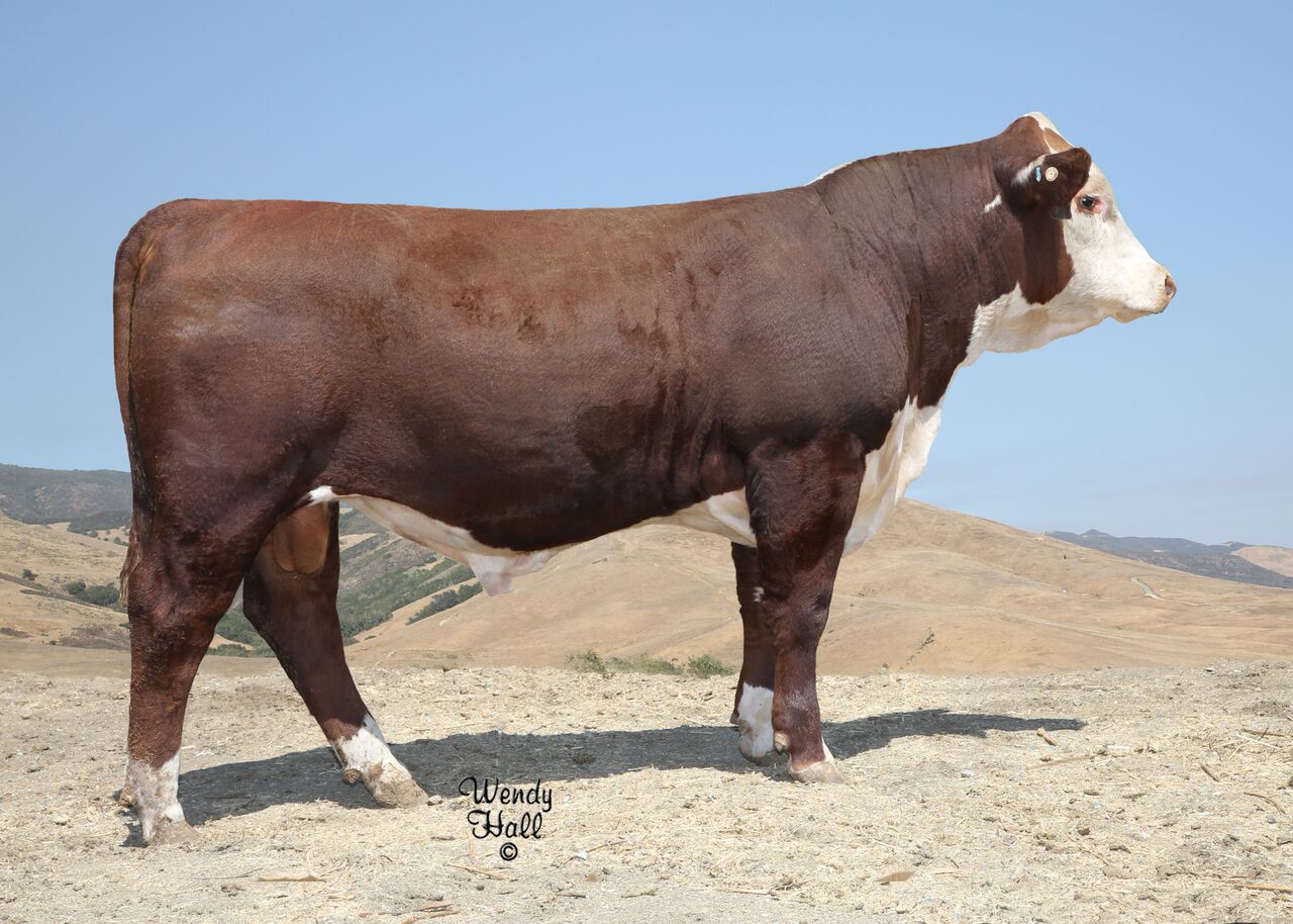 2016 Bull Photos - Animal Science | Bull Test - Cal Poly, San Luis Obispo