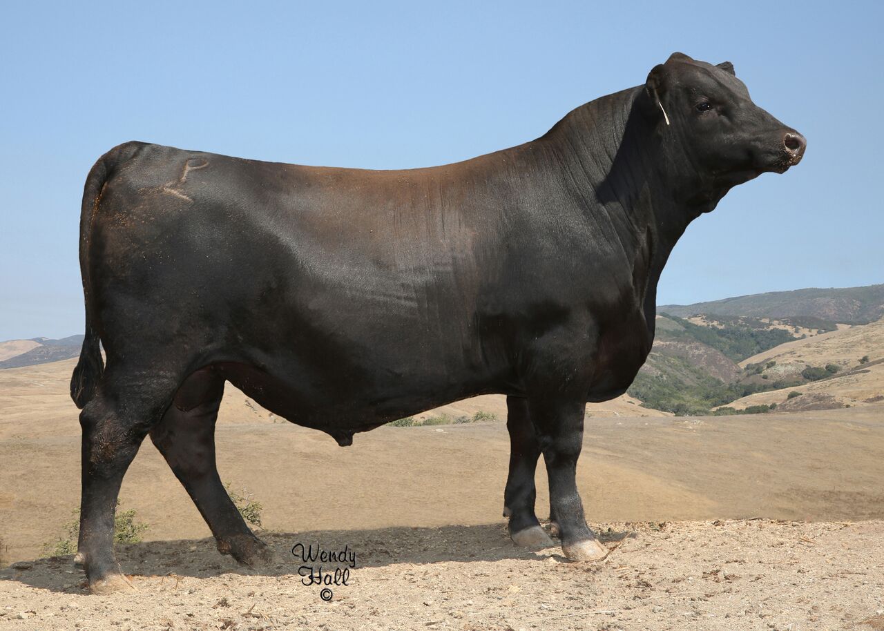 2016 Bull Photos - Animal Science | Bull Test - Cal Poly, San Luis Obispo