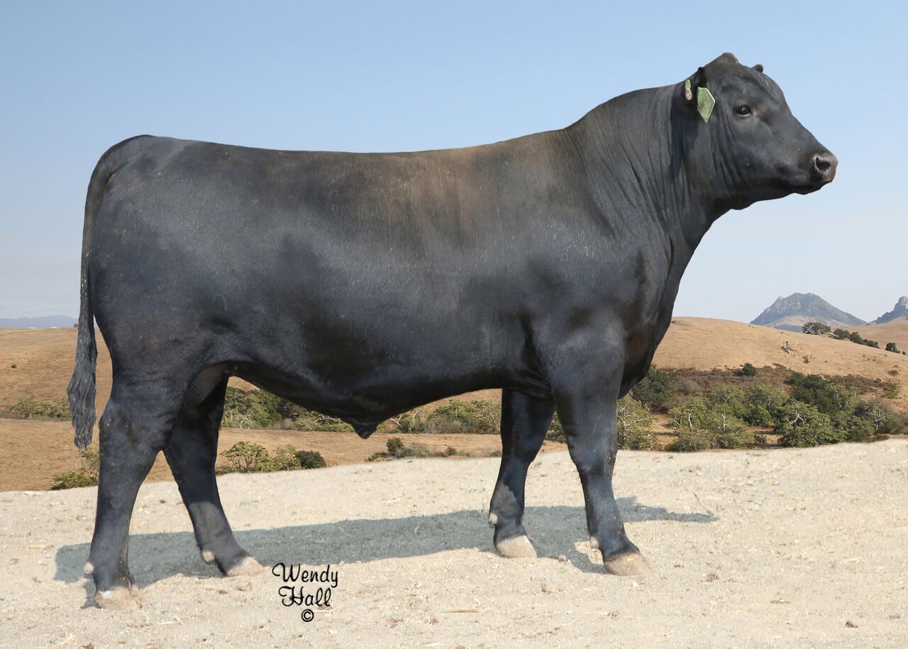2016 Bull Photos - Animal Science | Bull Test - Cal Poly, San Luis Obispo