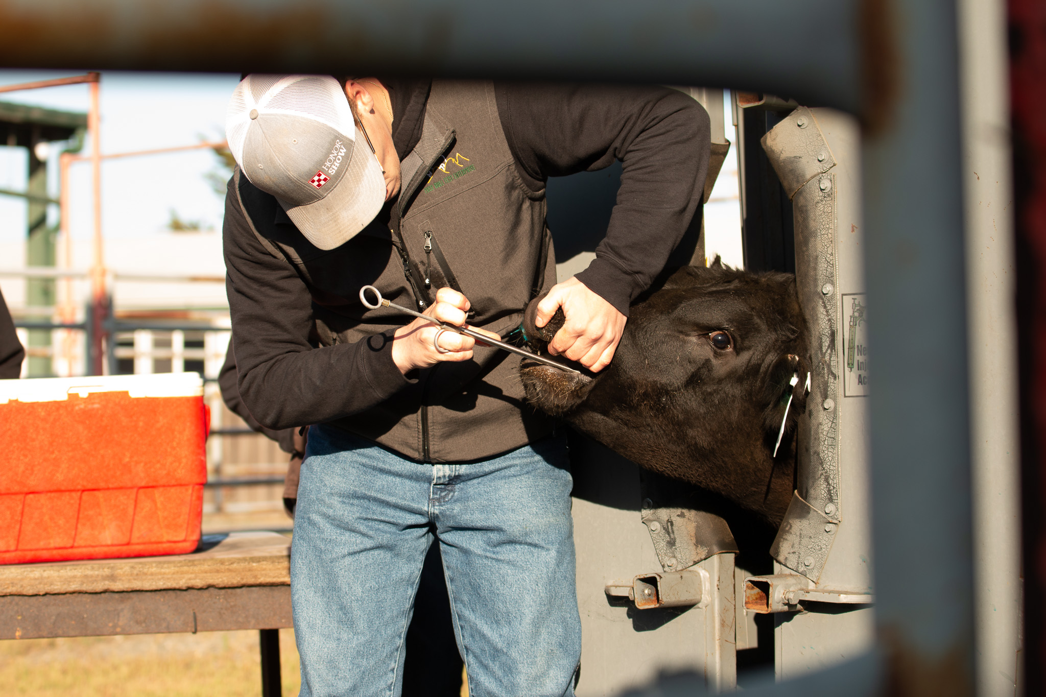 About Us - Animal Science | Bull Test - Cal Poly, San Luis Obispo