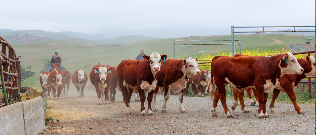 Home - Animal Science | Bull Test - Cal Poly, San Luis Obispo