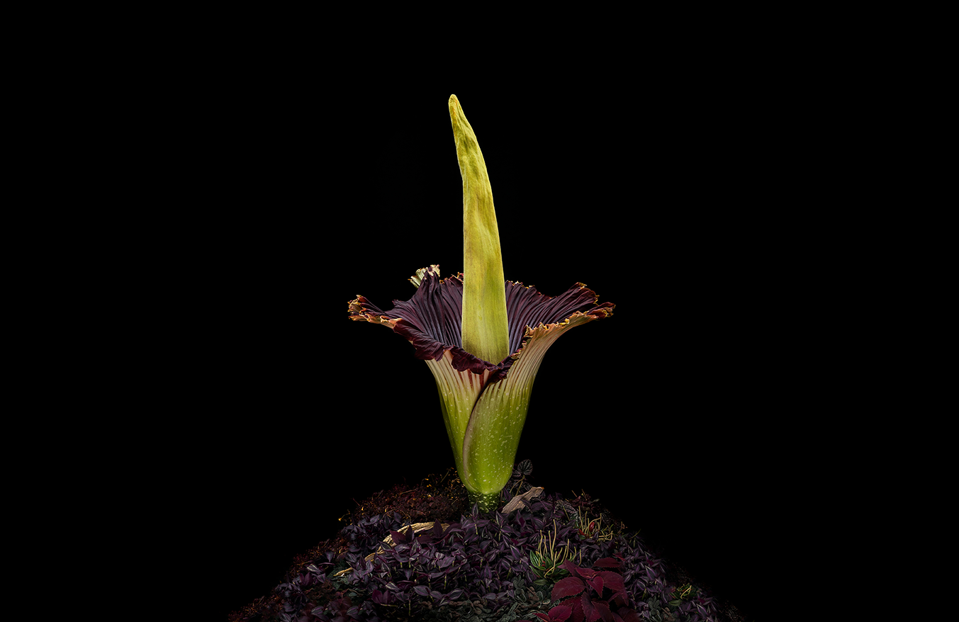 There's a Lot of Life in This Corpse Flower - Bailey College of Science ...