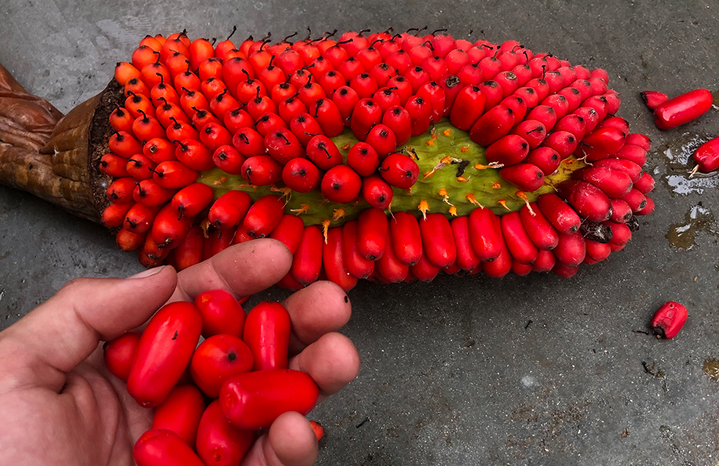 There's a Lot of Life in This Corpse Flower - Bailey College of Science ...