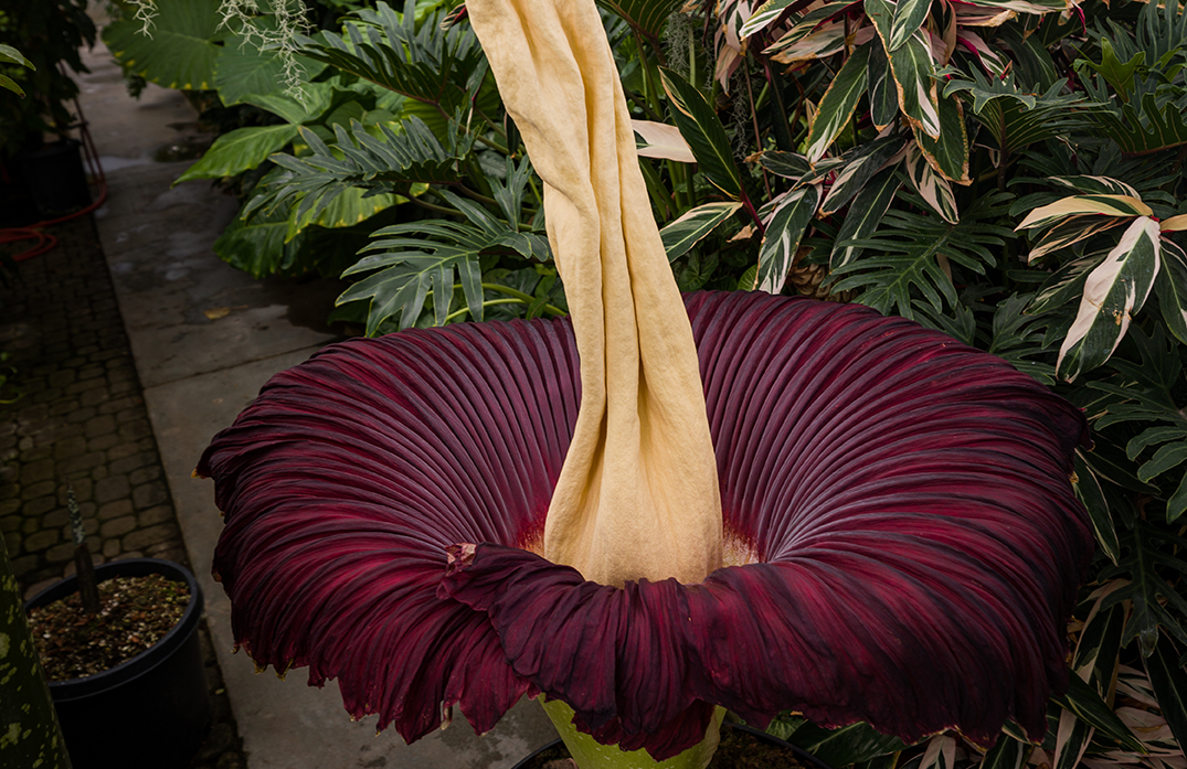 There's a Lot of Life in This Corpse Flower - Bailey College of Science ...