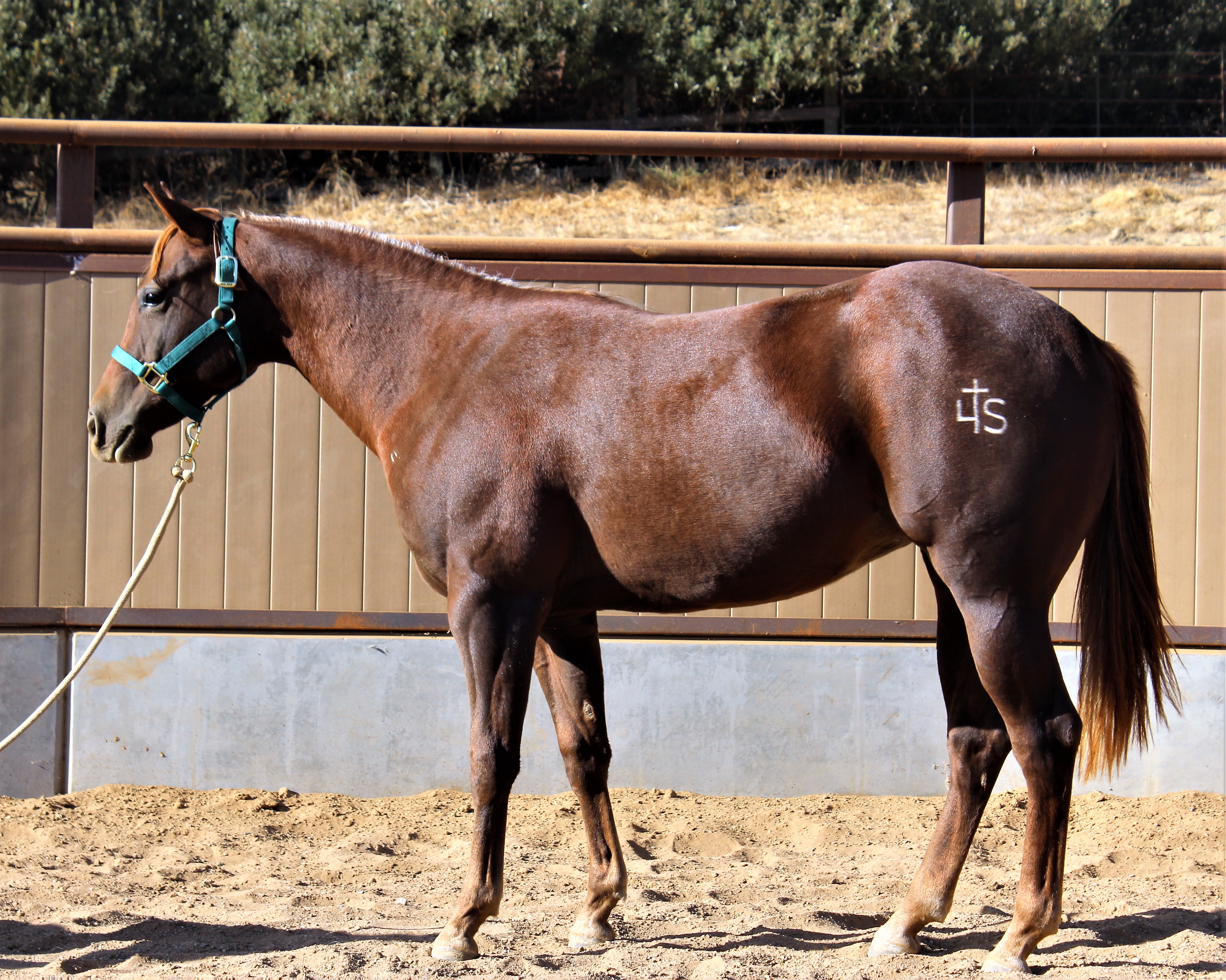 Performance Quarter Horses for Sale - Performance Horse Sales - Cal Poly, San Luis Obispo