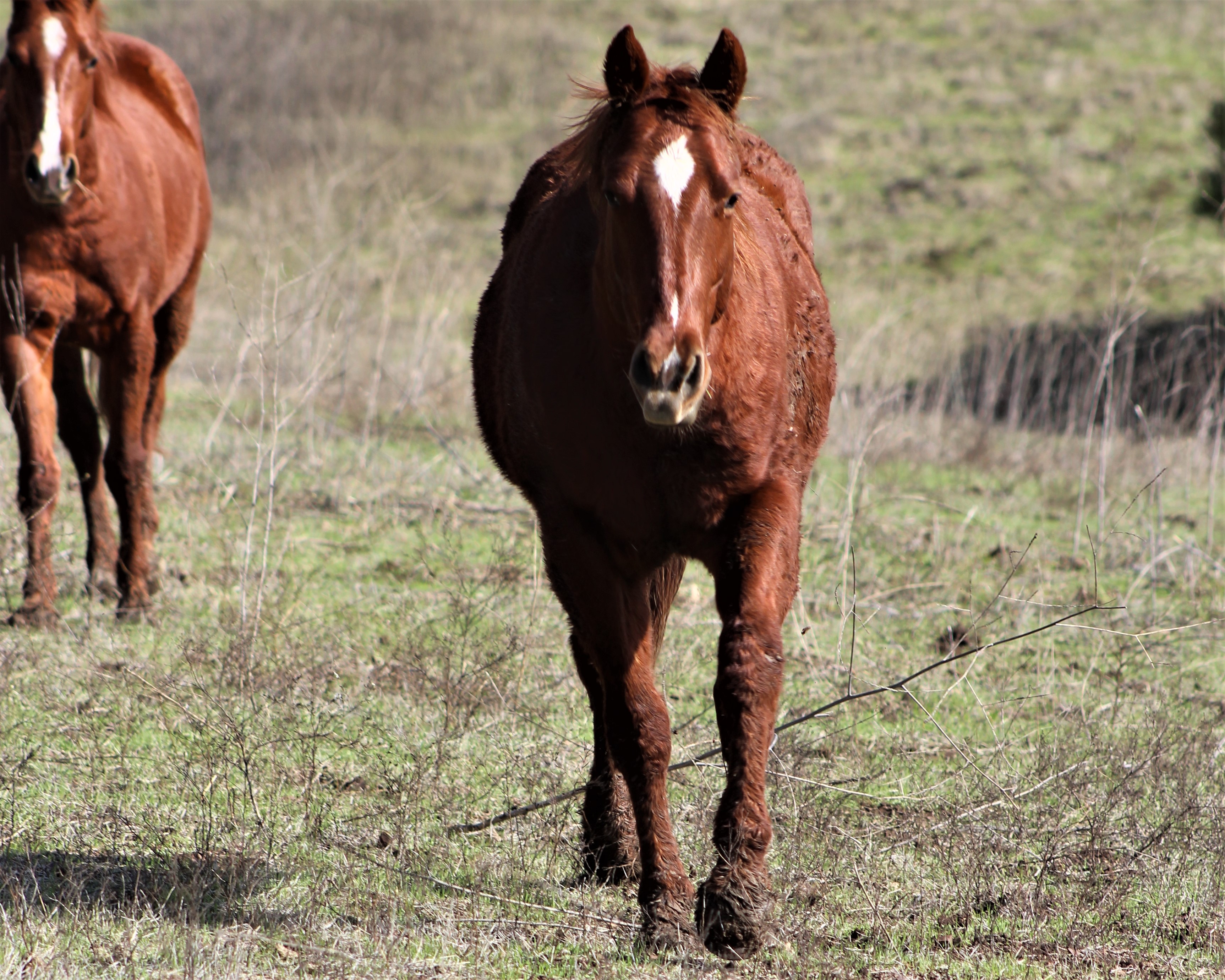 Performance Quarter Horses for Sale - Performance Horse Sales - Cal ...