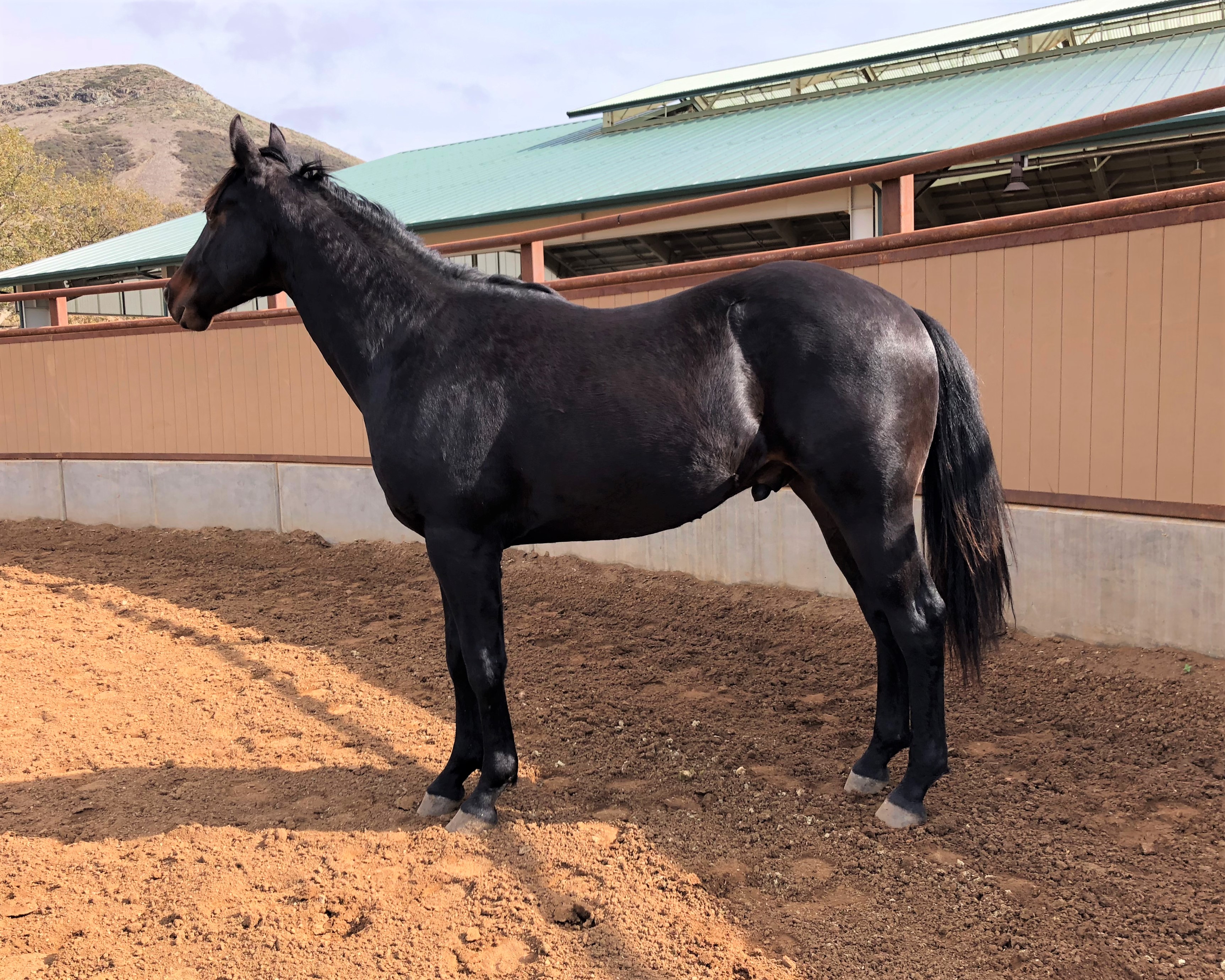Performance Quarter Horses for Sale - Performance Horse Sales - Cal ...