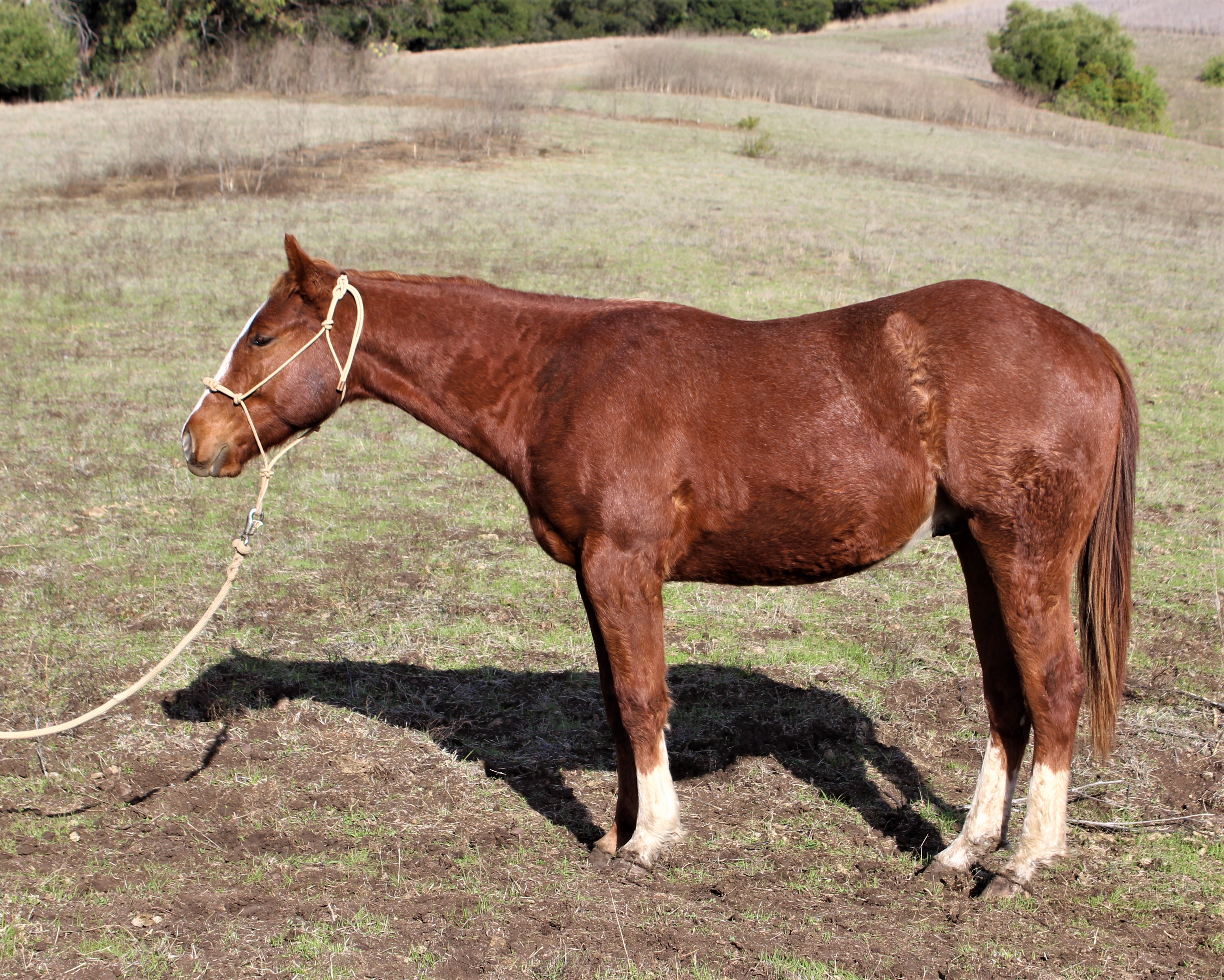 Performance Quarter Horses for Sale - Performance Horse Sales - Cal ...