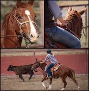 The Cal Poly Equine Center - Performance Horse Sales - Cal Poly, San ...
