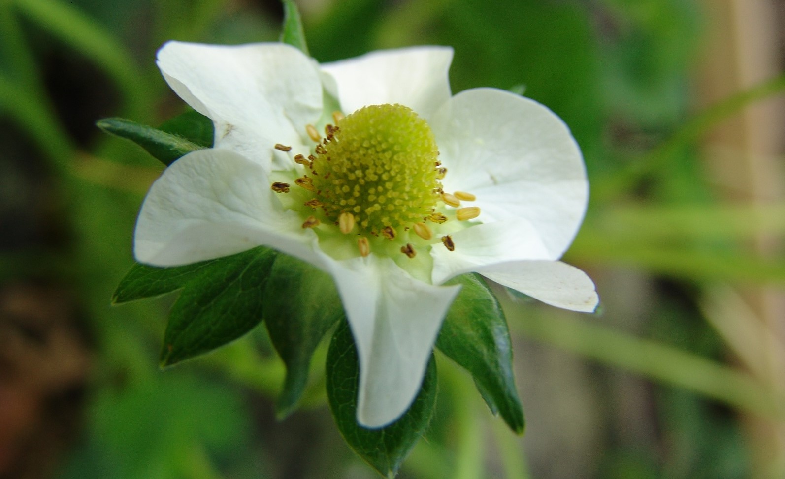 Home - Strawberry Center - Cal Poly, San Luis Obispo